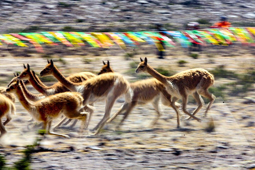 El chaccu en Tambo Cañahuas - Encuentro